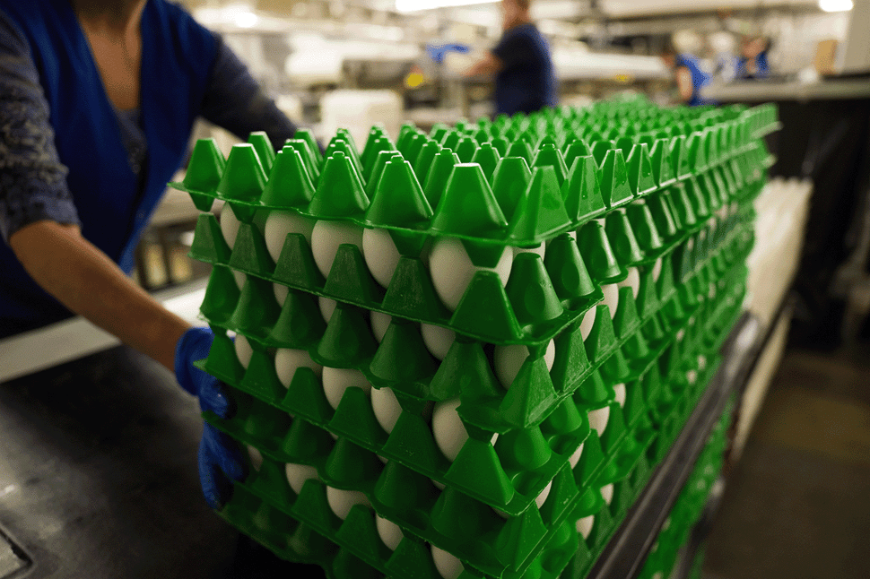Why Farmers are Choosing Plastic Egg Pallets for Egg Packaging