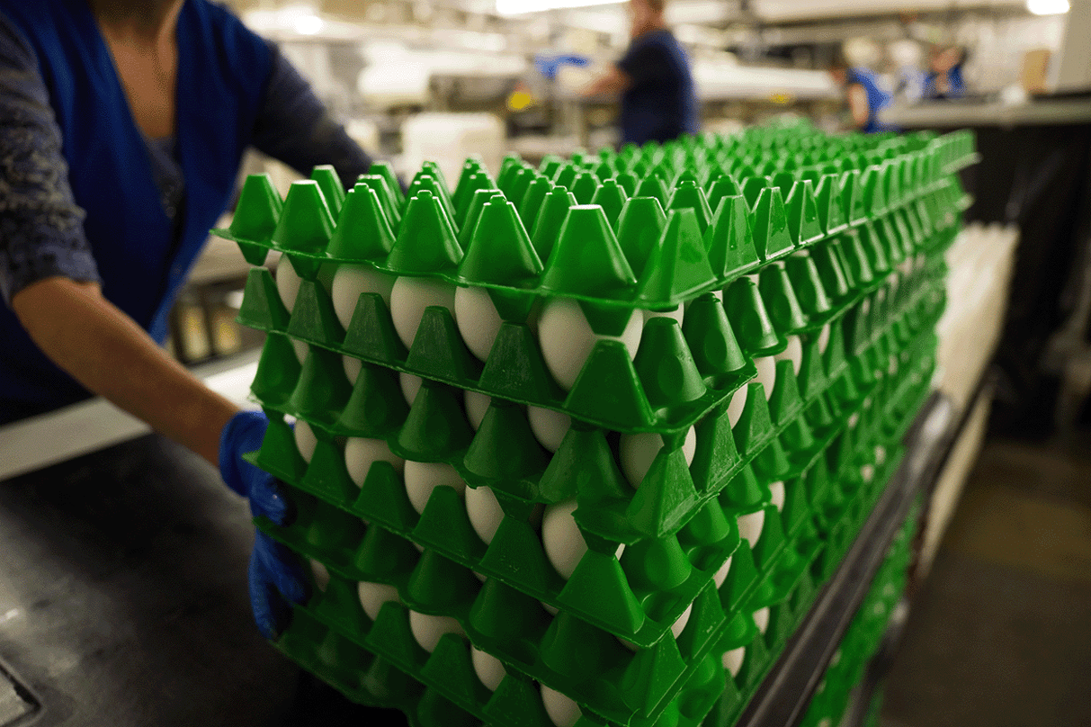 Why Farmers are Choosing Plastic Egg Pallets for Egg Packaging